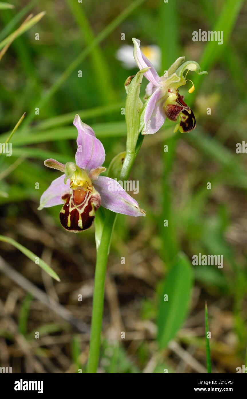 Orchidea carina immagini e fotografie stock ad alta risoluzione - Alamy