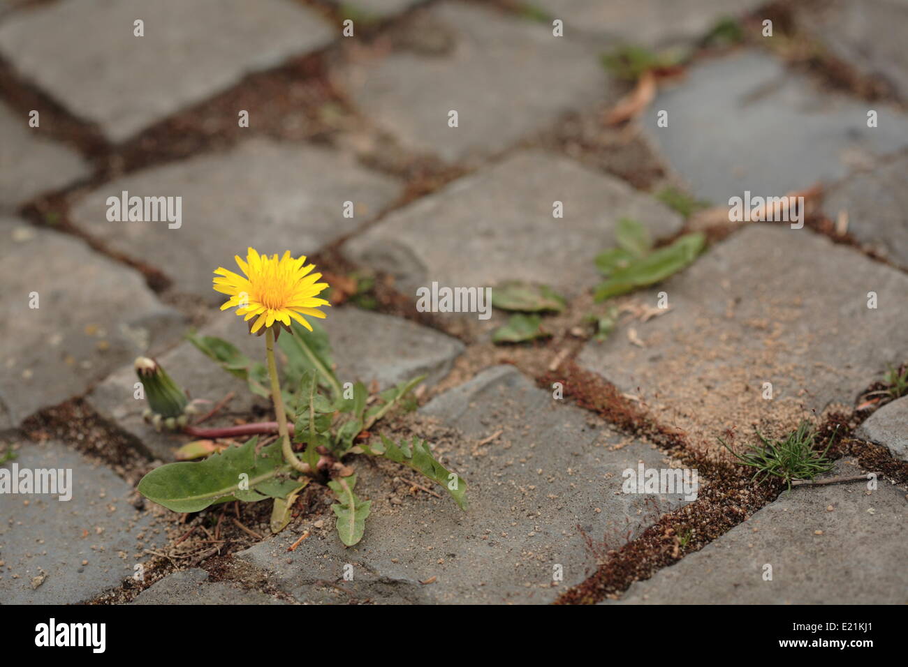 Taraxacum officinalis immagini e fotografie stock ad alta risoluzione ...