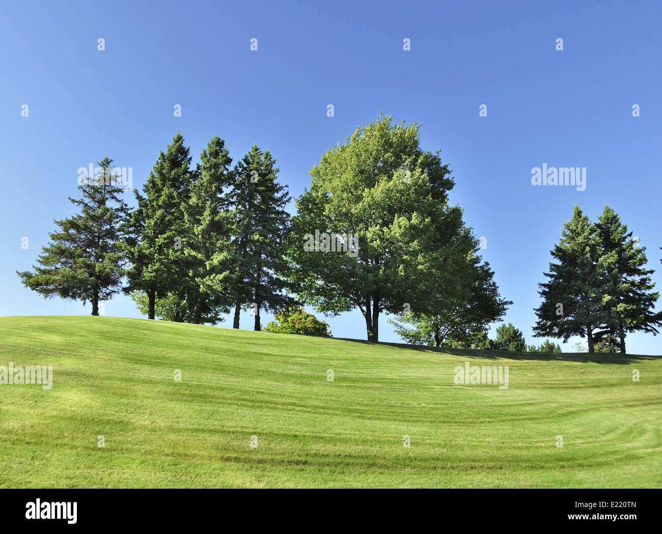 Alberi di collina immagini e fotografie stock ad alta risoluzione - Alamy