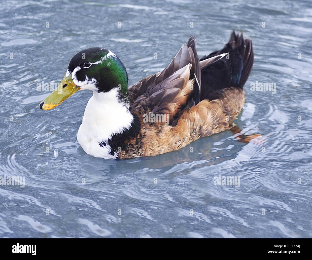 Anatra colorata immagini e fotografie stock ad alta risoluzione - Alamy