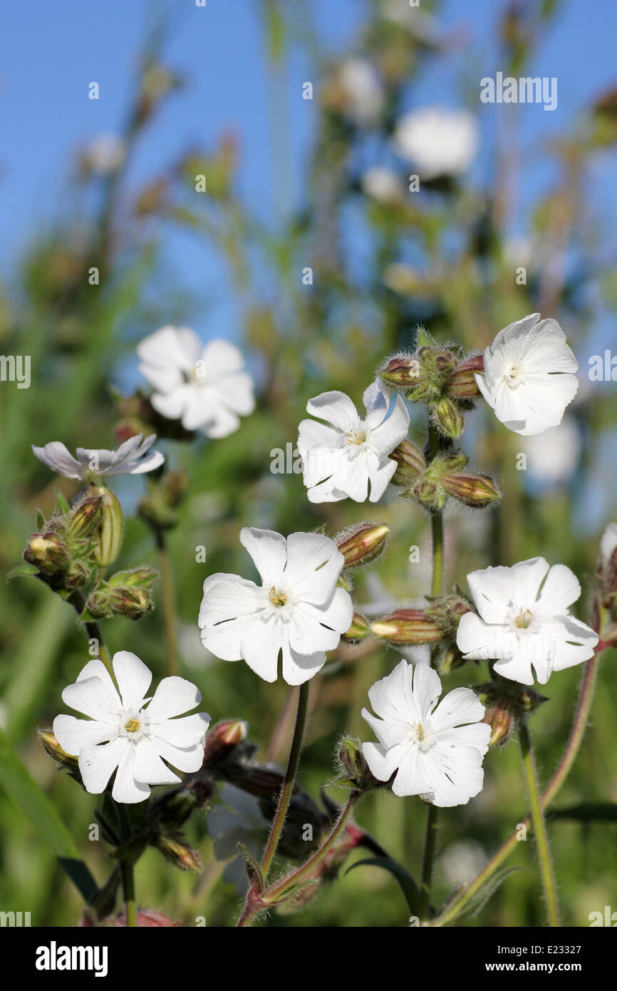 Silene latifolia immagini e fotografie stock ad alta risoluzione - Alamy