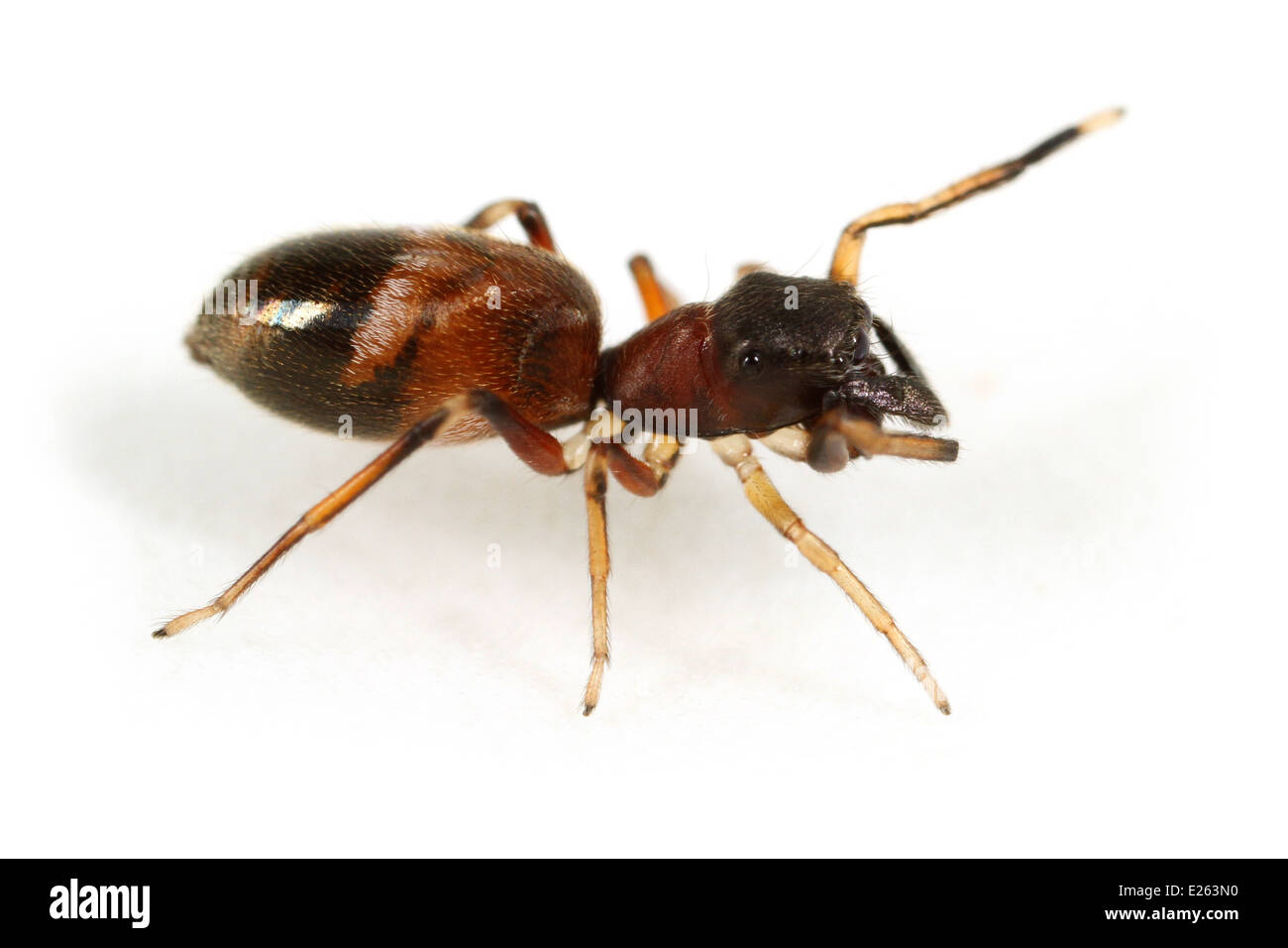 Myrmarachne formicaria immagini e fotografie stock ad alta risoluzione ...