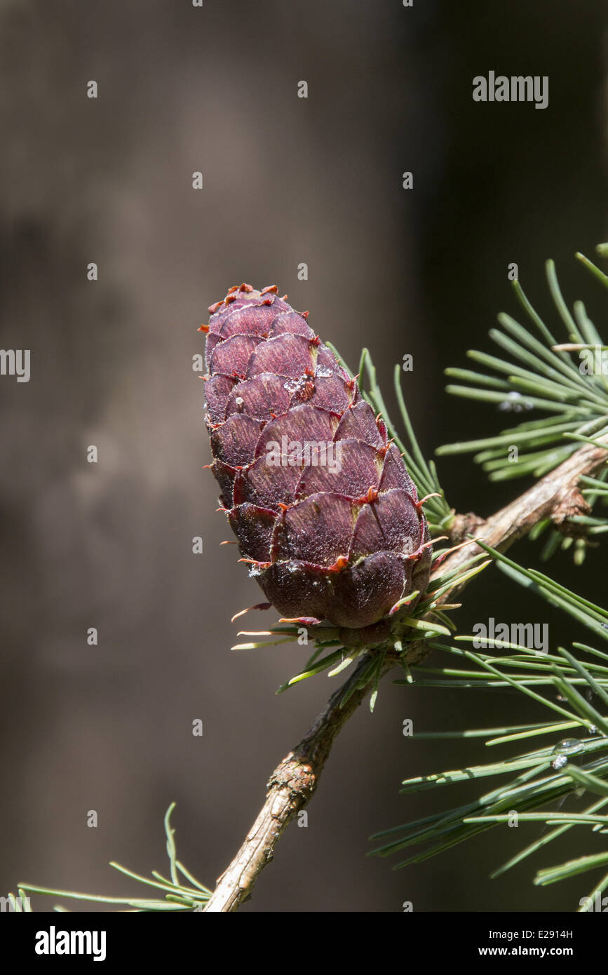 Pigna di larice immagini e fotografie stock ad alta risoluzione - Alamy