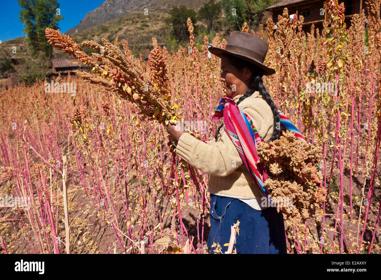Il Perù, Provincia di Cuzco, Inca Sacred Valley, San Salvador, raccolta ...