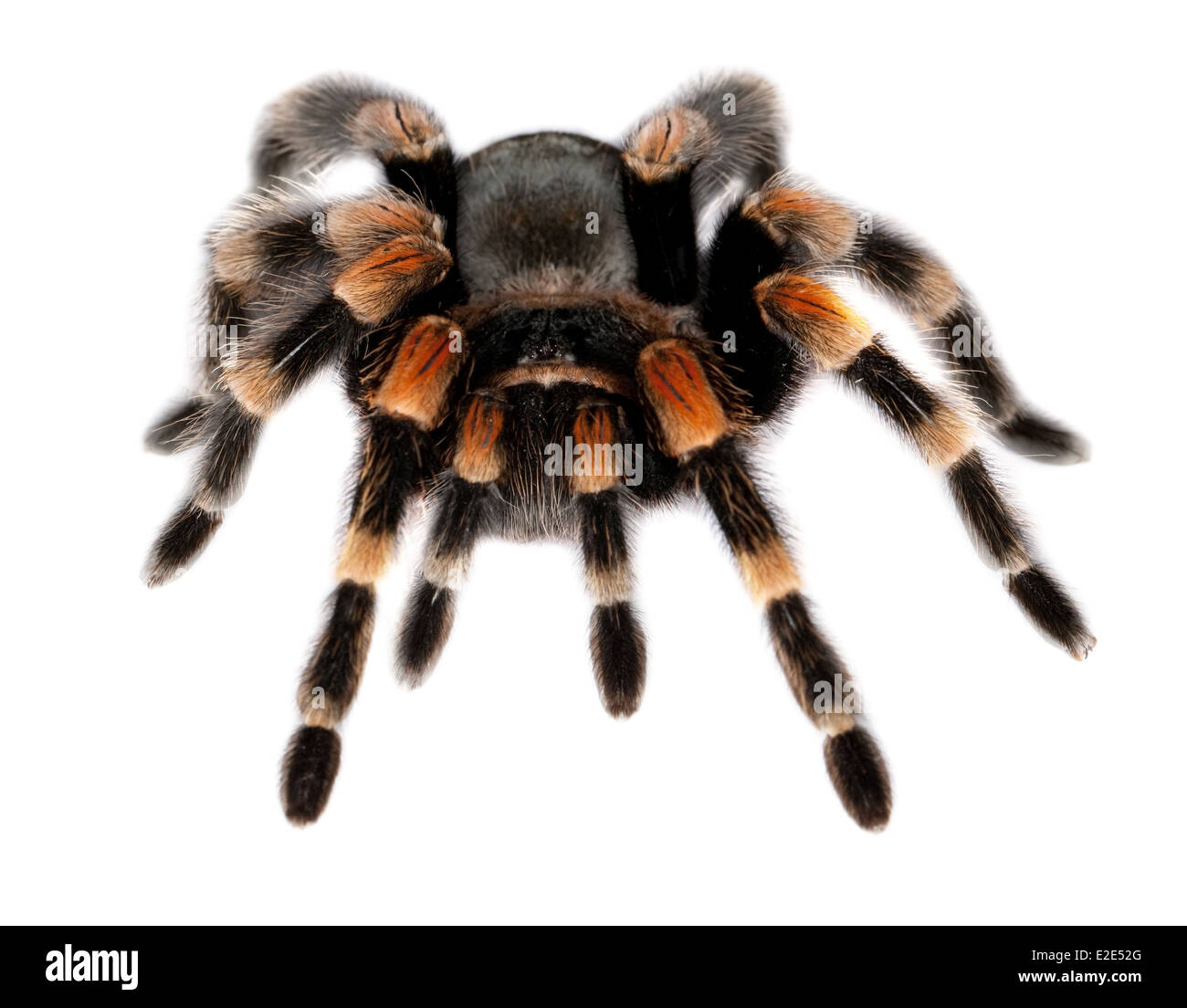 Tarantola messicana a ginocchia rosse immagini e fotografie stock ad ...