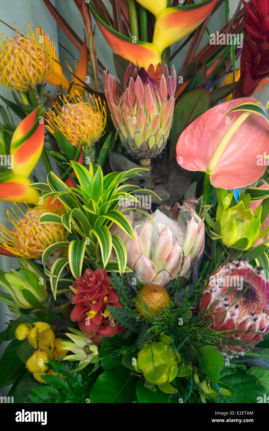 Fiori tropicali da vicino immagini e fotografie stock ad alta ...