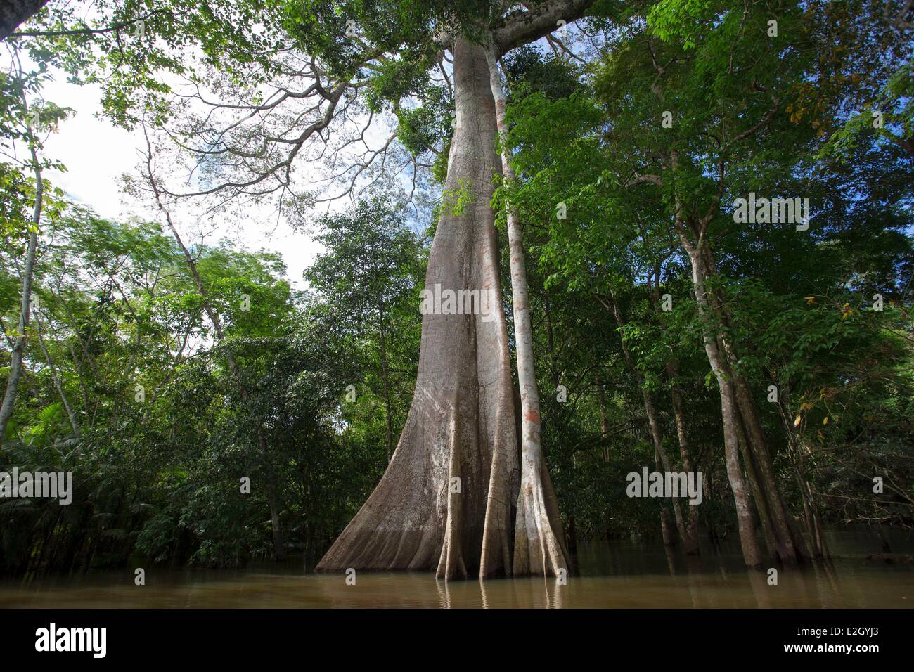 Albero di balsa ochroma pyramidale immagini e fotografie stock ad alta ...