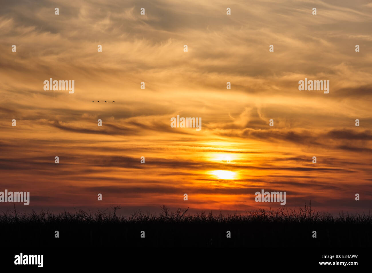 Sfondo tramonto con gli uccelli immagini e fotografie stock ad alta ...