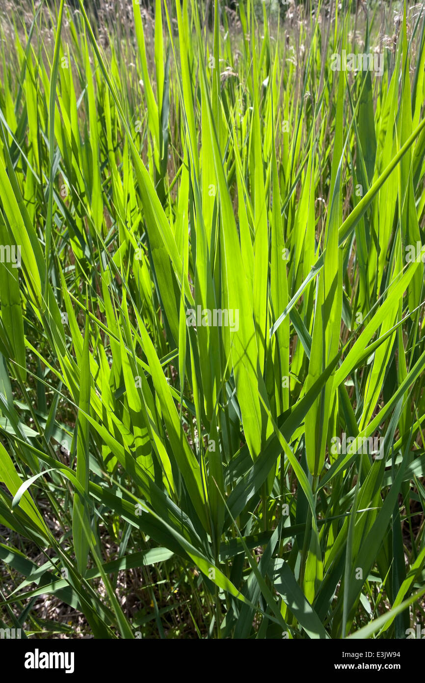Canna comune immagini e fotografie stock ad alta risoluzione - Alamy