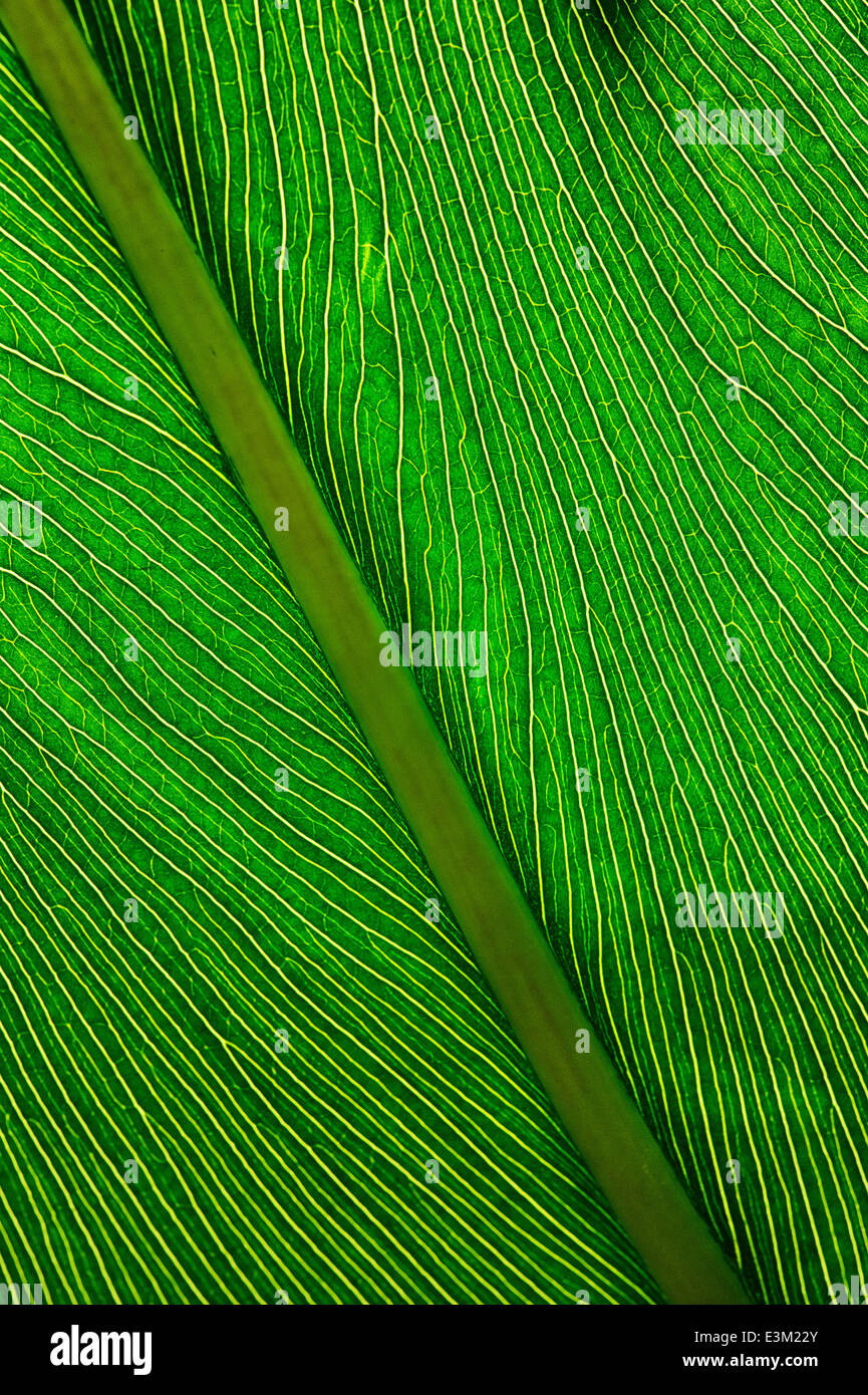 Linee che si intersecano immagini e fotografie stock ad alta ...