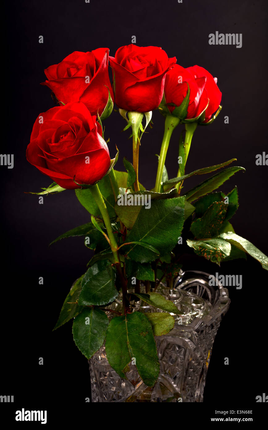Rose rosse isolate su uno sfondo nero Foto stock - Alamy