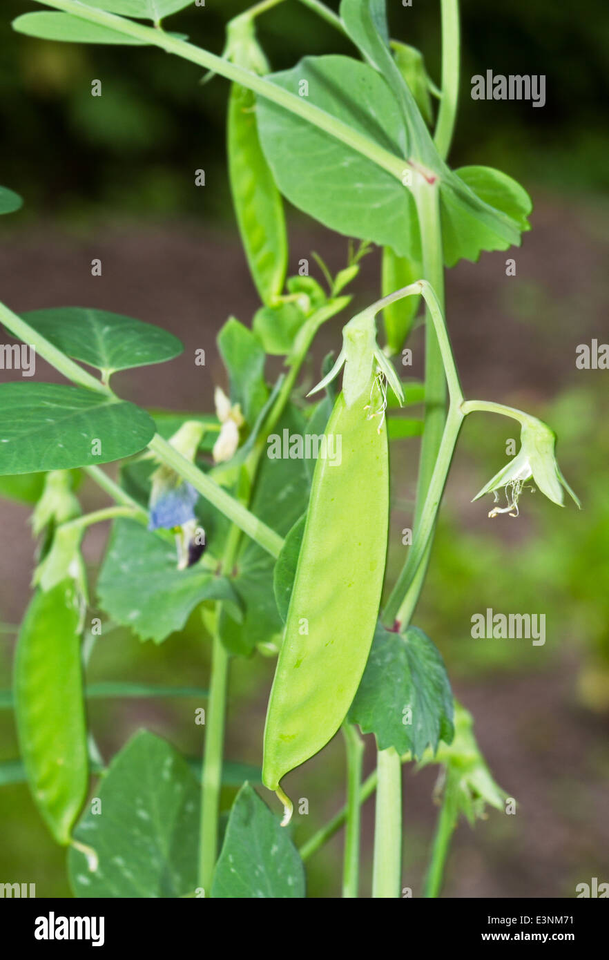 Pianta di piselli immagini e fotografie stock ad alta risoluzione - Alamy