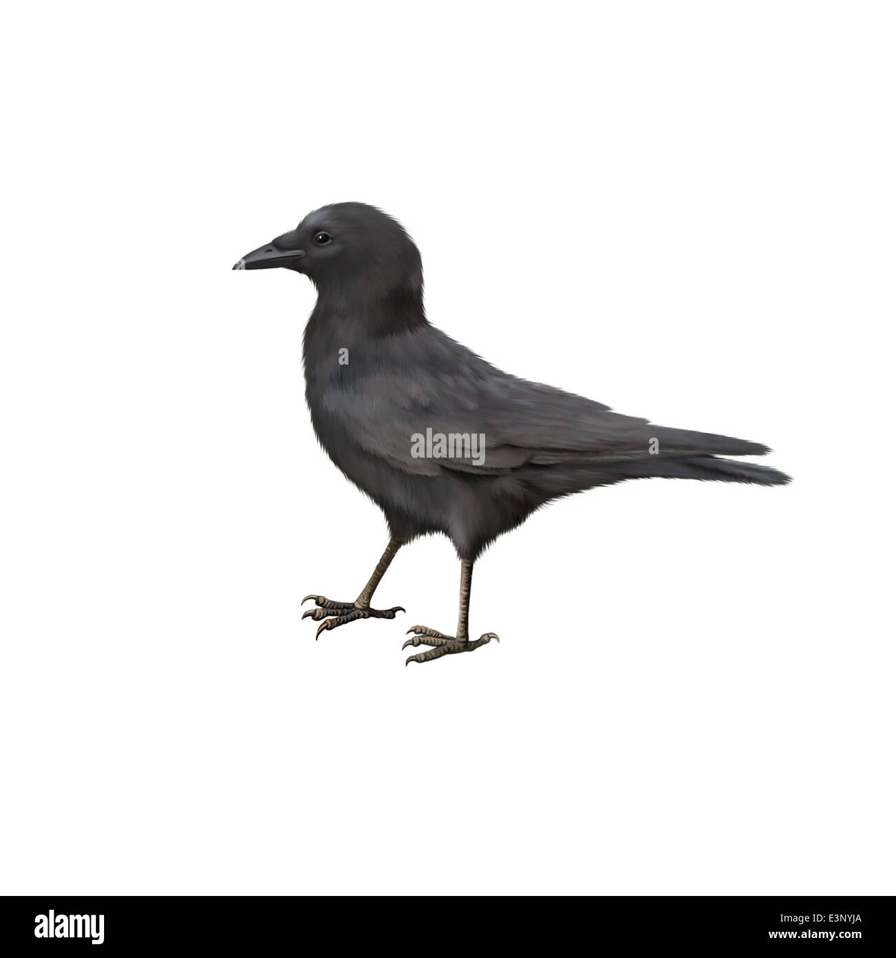 Giovane capra animale capretto animali mammifero di capra Immagini ...