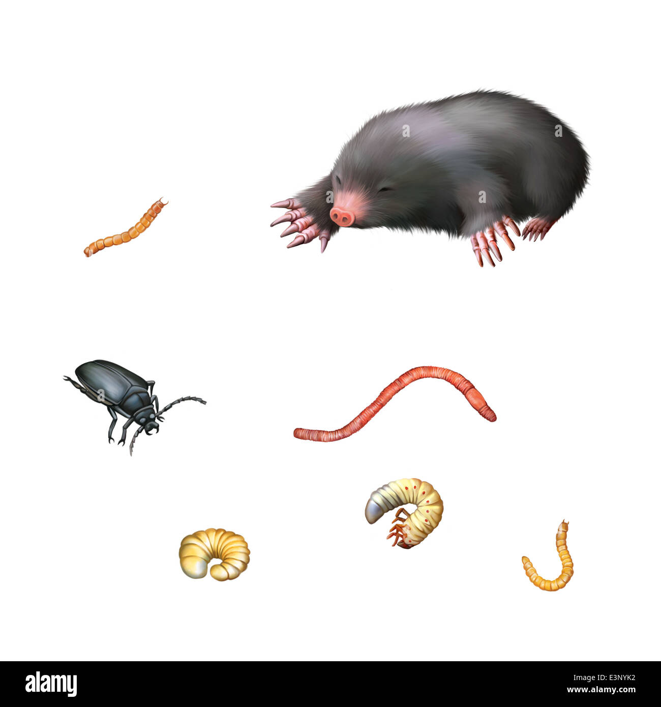 Giovane capra animale capretto animali mammifero di capra Immagini ...