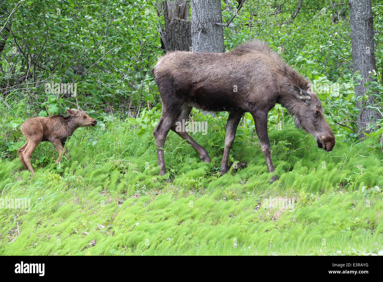 Alaska, Ferrovia, alci, iceberg e ghiacciai. Lone isole e nebbia ...