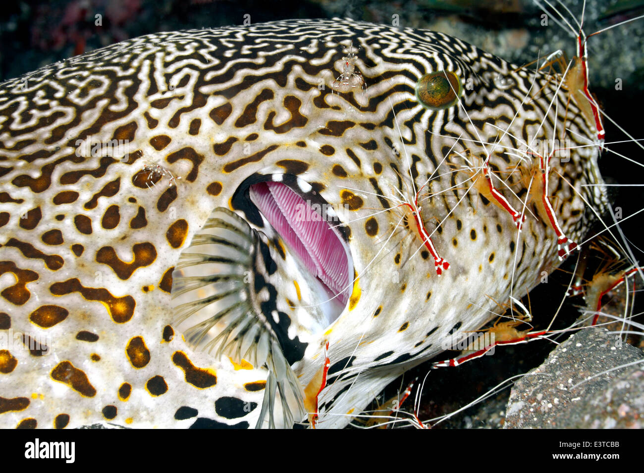 Mappa puffer, Arothron mappa, essendo pulite dal Urocaridella ...