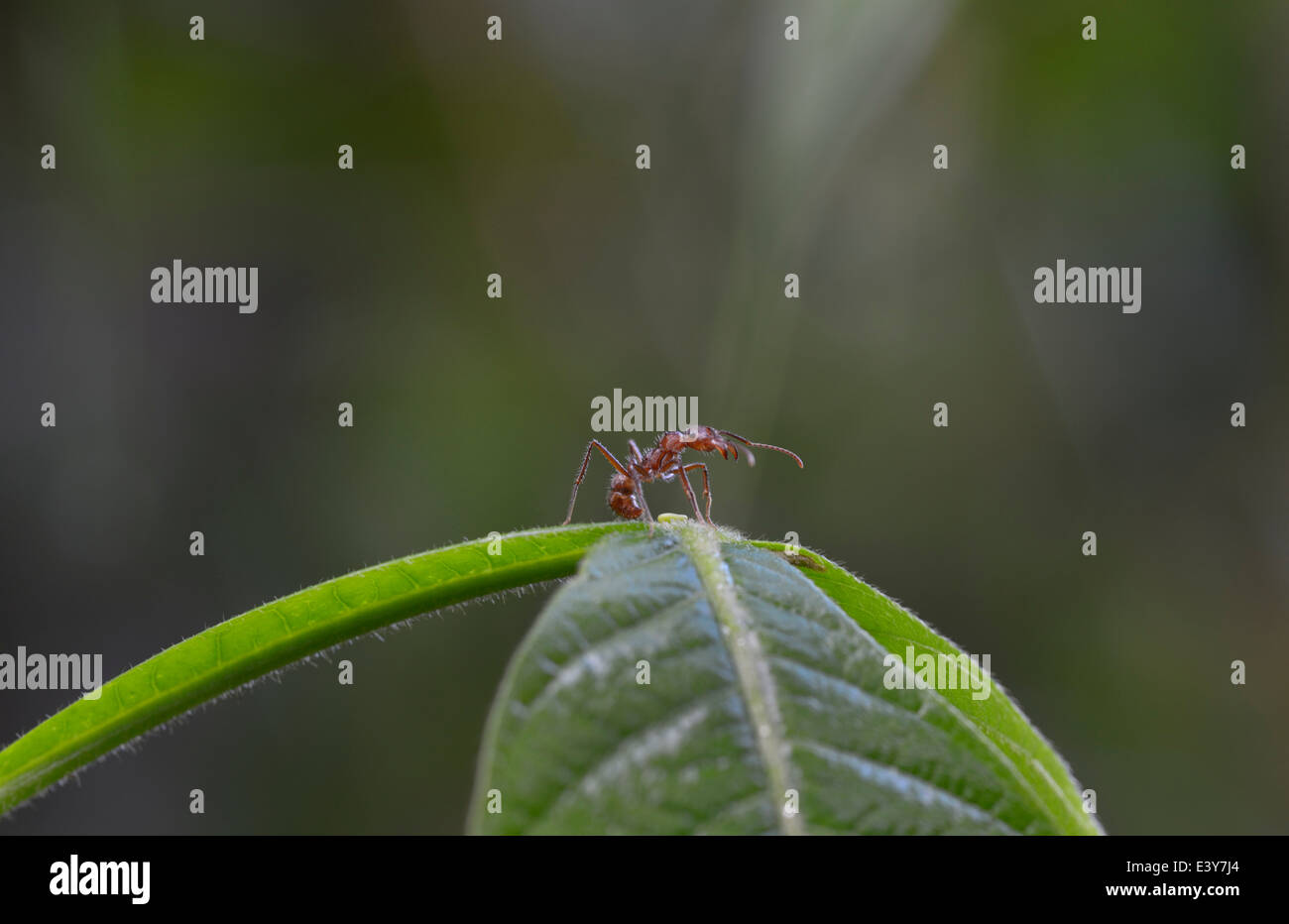 Simbiosi vegetale animale immagini e fotografie stock ad alta ...