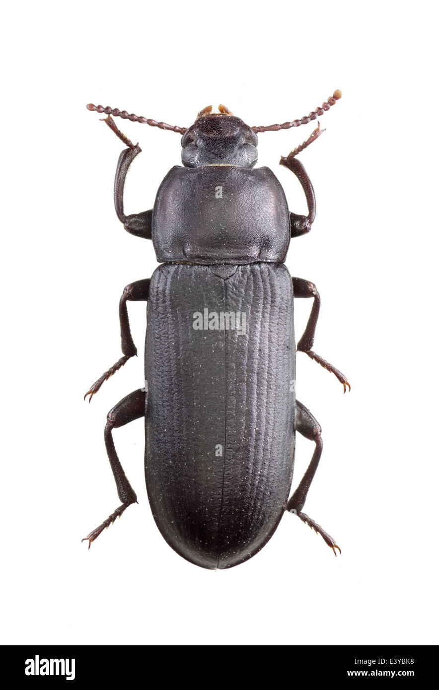 Coleoptera;; Tenebrionidae Tenebrio obscurus; Fabricius 1792; mini ...