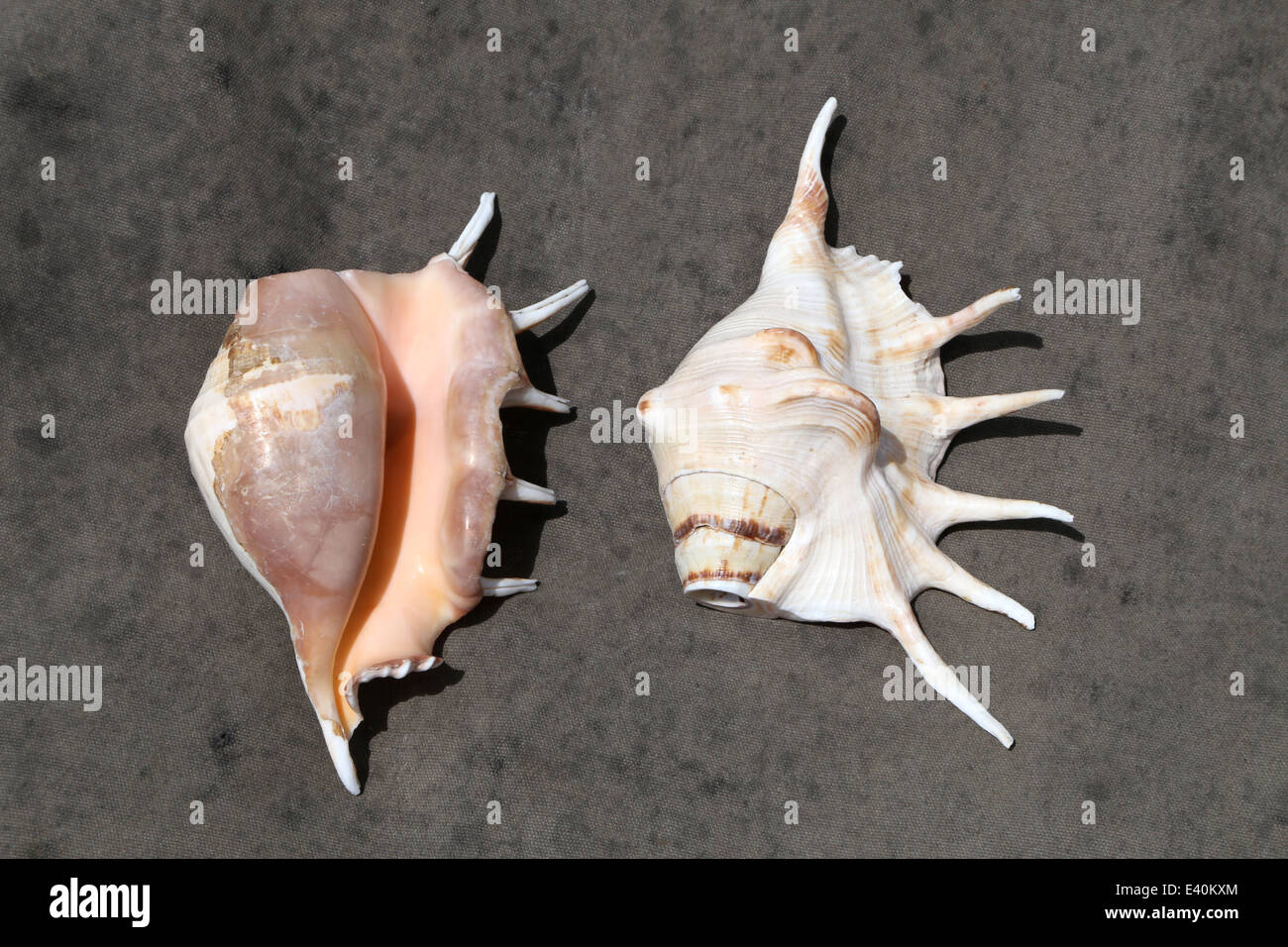 Conchiglia gigante immagini e fotografie stock ad alta risoluzione - Alamy