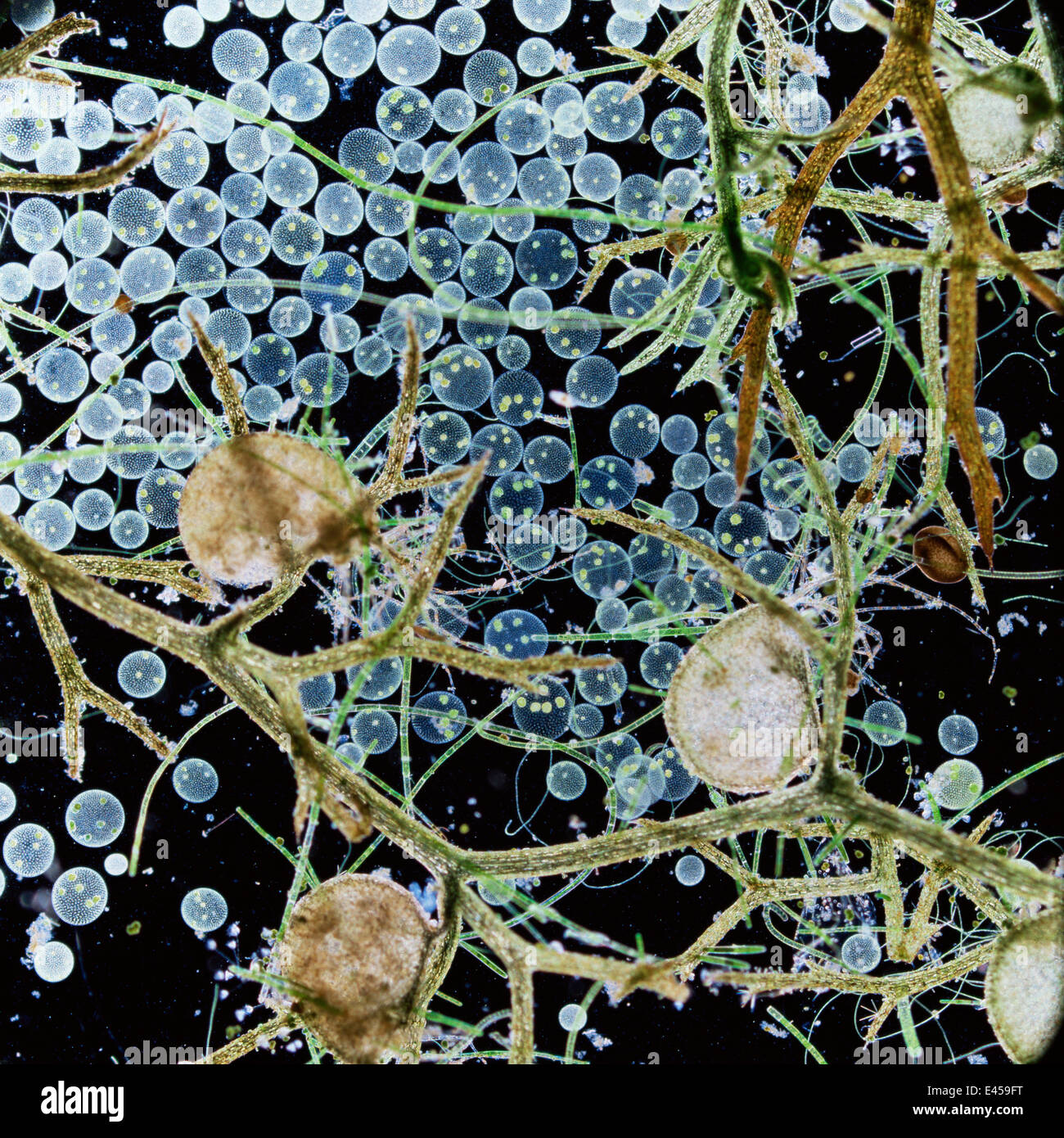 Protozoi d'acqua dolce immagini e fotografie stock ad alta risoluzione ...