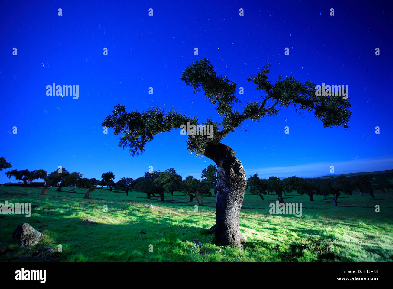 Leccio quercus ilex di notte immagini e fotografie stock ad alta ...