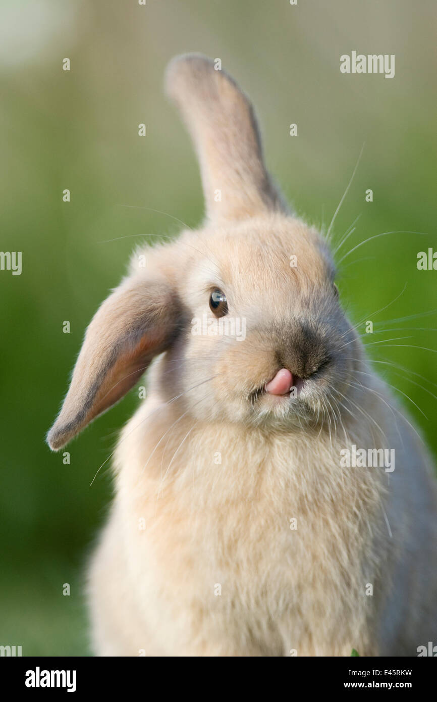 Mini lop rabbit immagini e fotografie stock ad alta risoluzione - Alamy