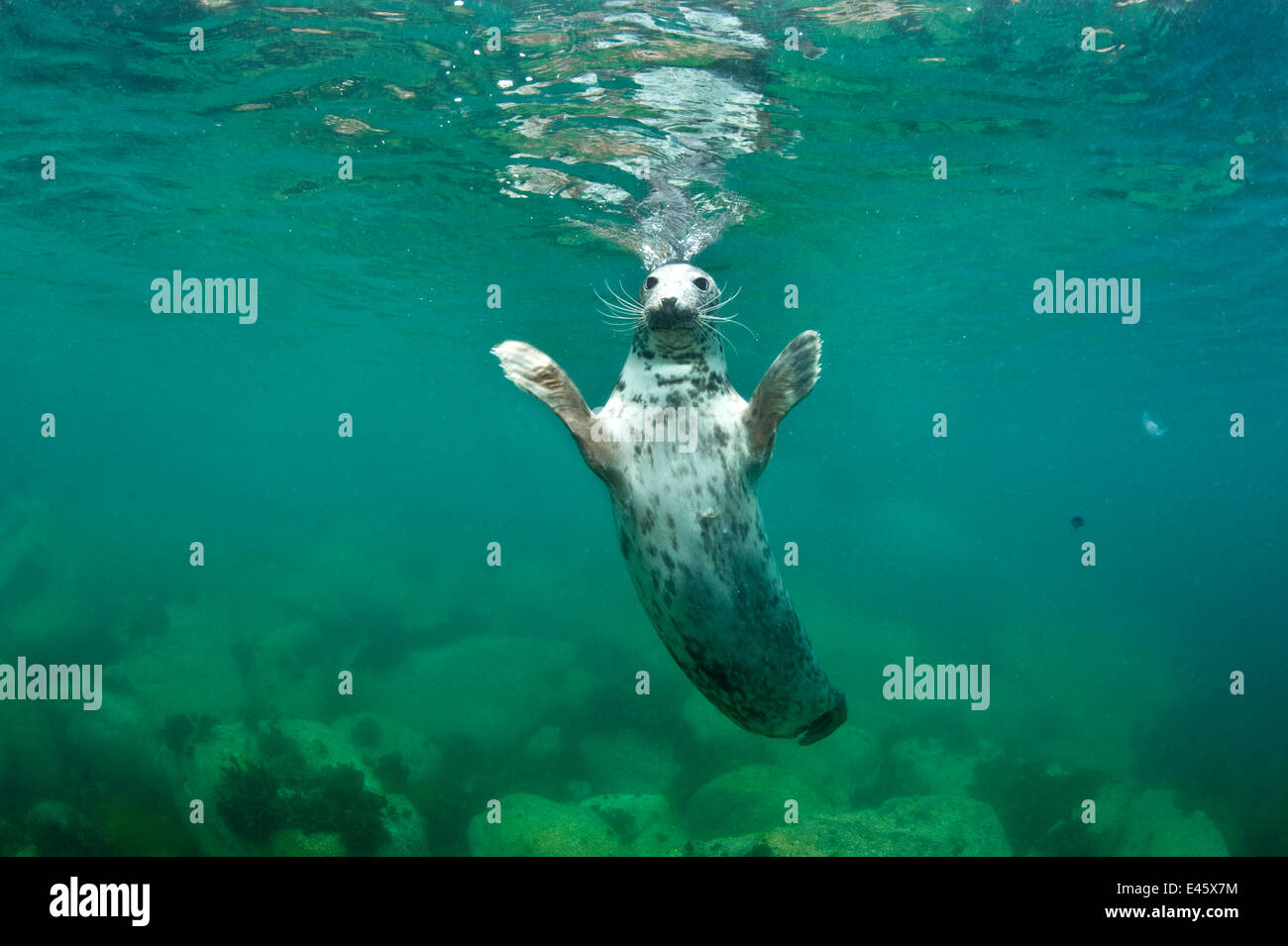 Fauna del devon del nord immagini e fotografie stock ad alta ...