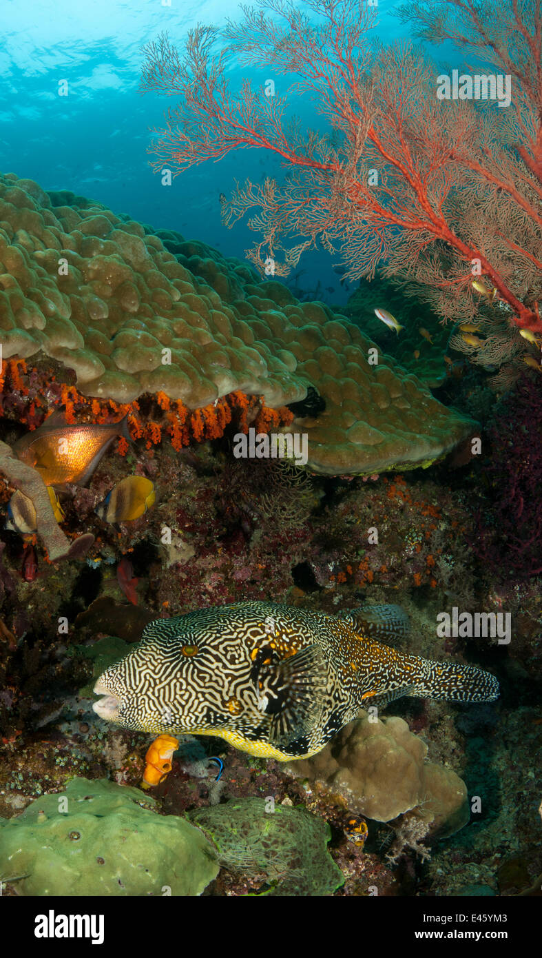 Giant / Mappa pufferfish (Arothron mappa) nuotare nel reef. Misool Raja ...