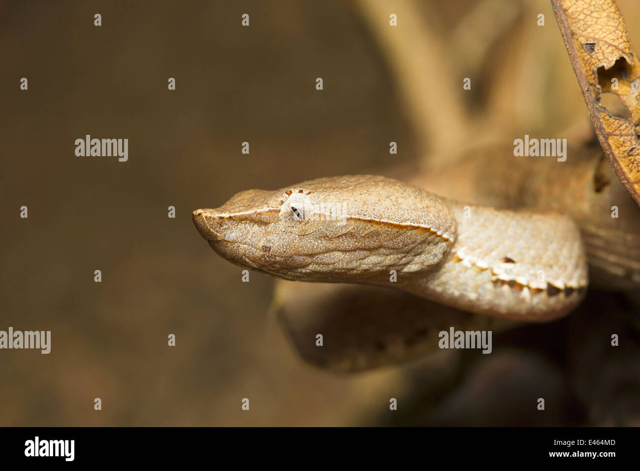 Vipera del pozzo gobba immagini e fotografie stock ad alta risoluzione ...