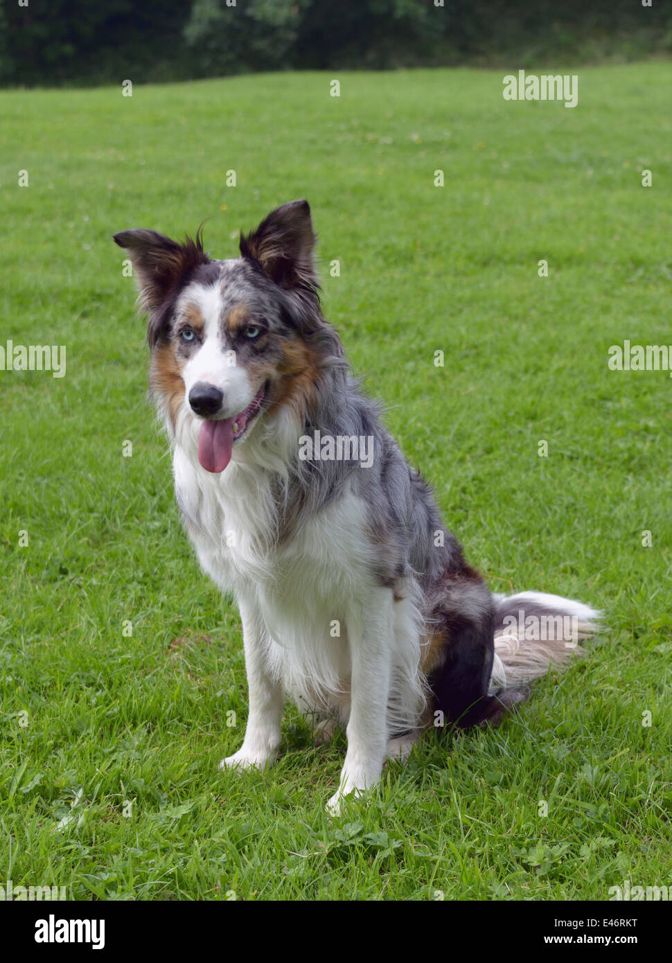 Border collie blue merle cane immagini e fotografie stock ad alta ...