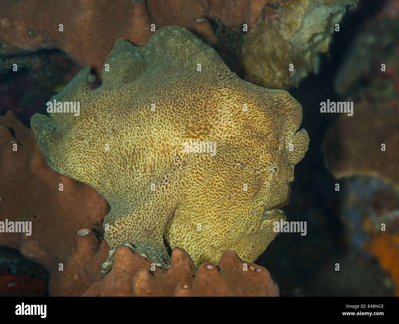 Pesce gigante della rana immagini e fotografie stock ad alta ...