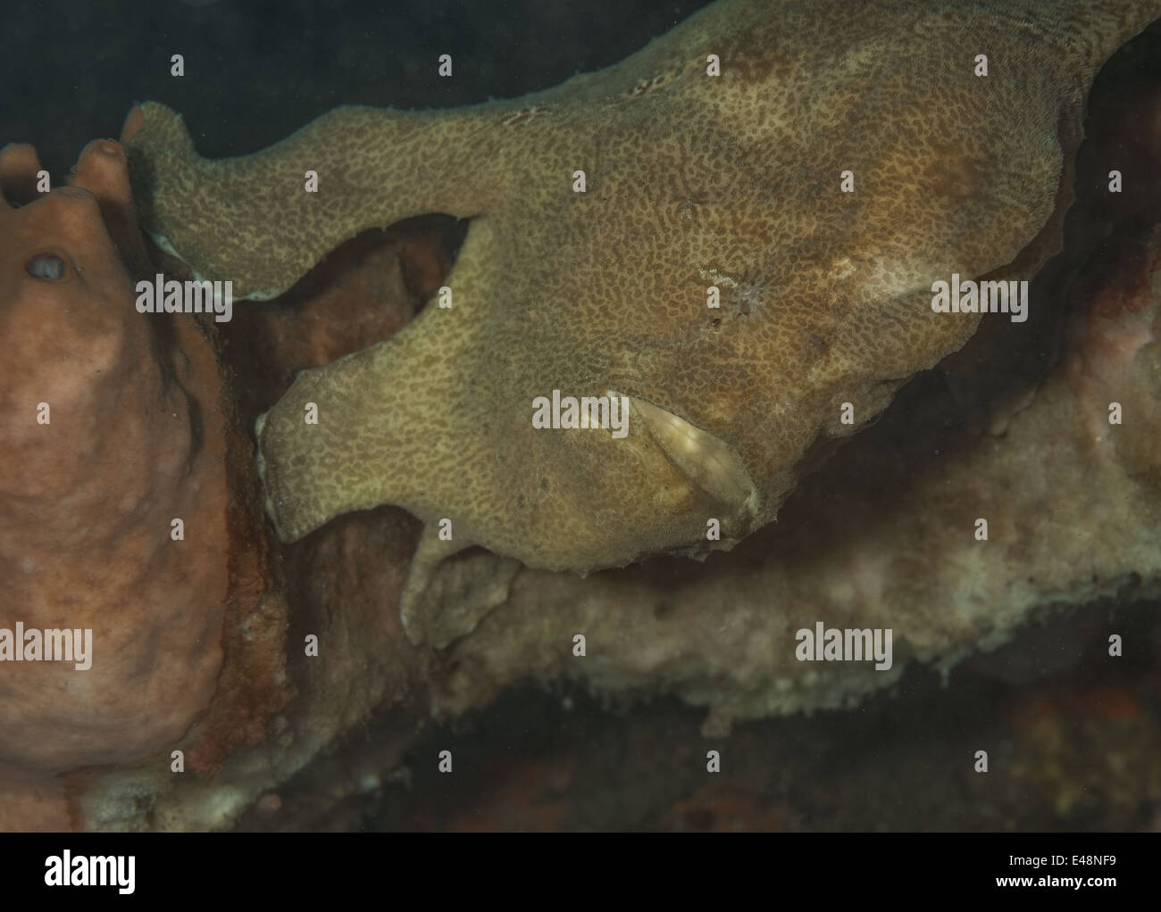 Pesce gigante della rana immagini e fotografie stock ad alta ...