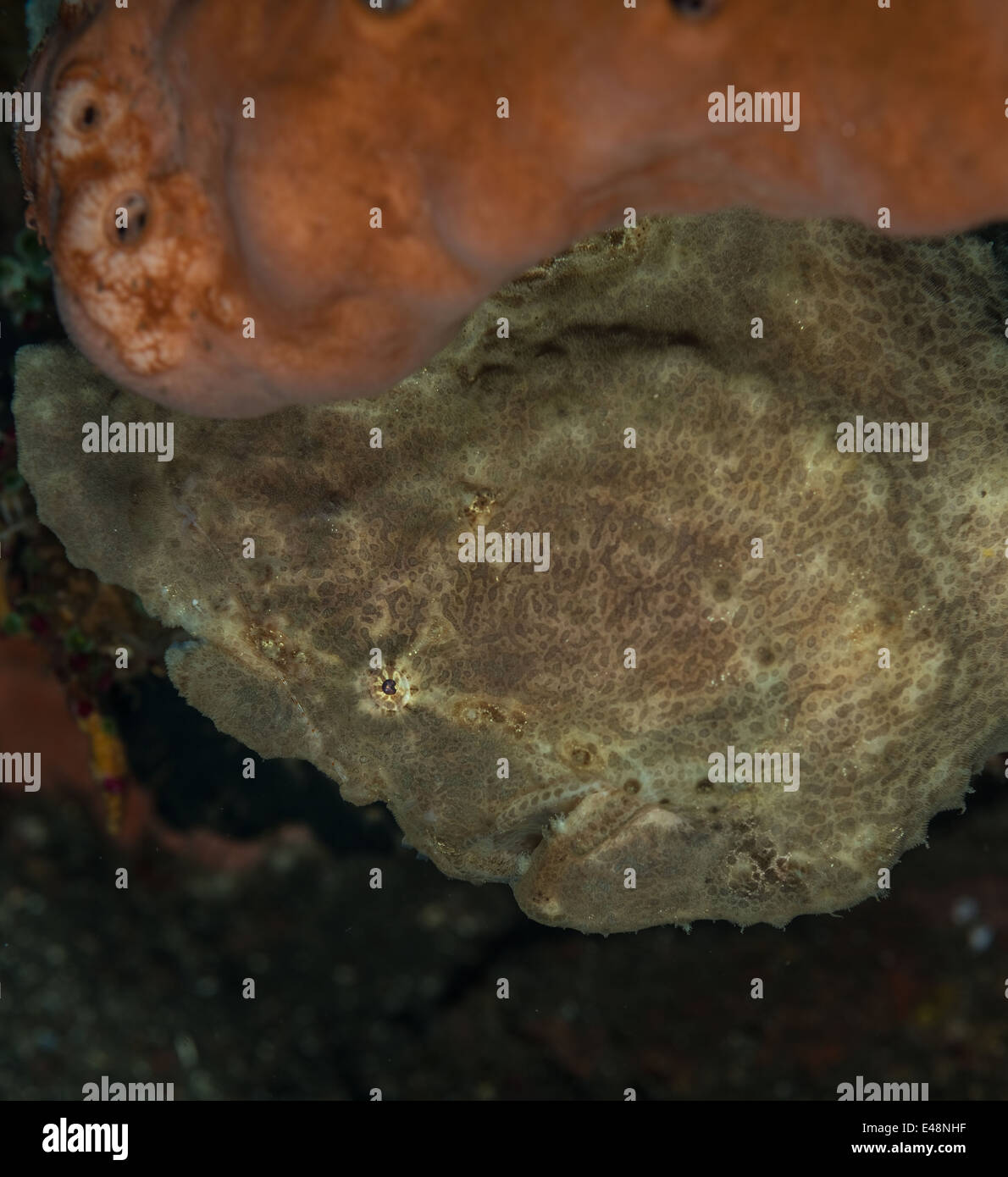 Pesce gigante della rana immagini e fotografie stock ad alta ...