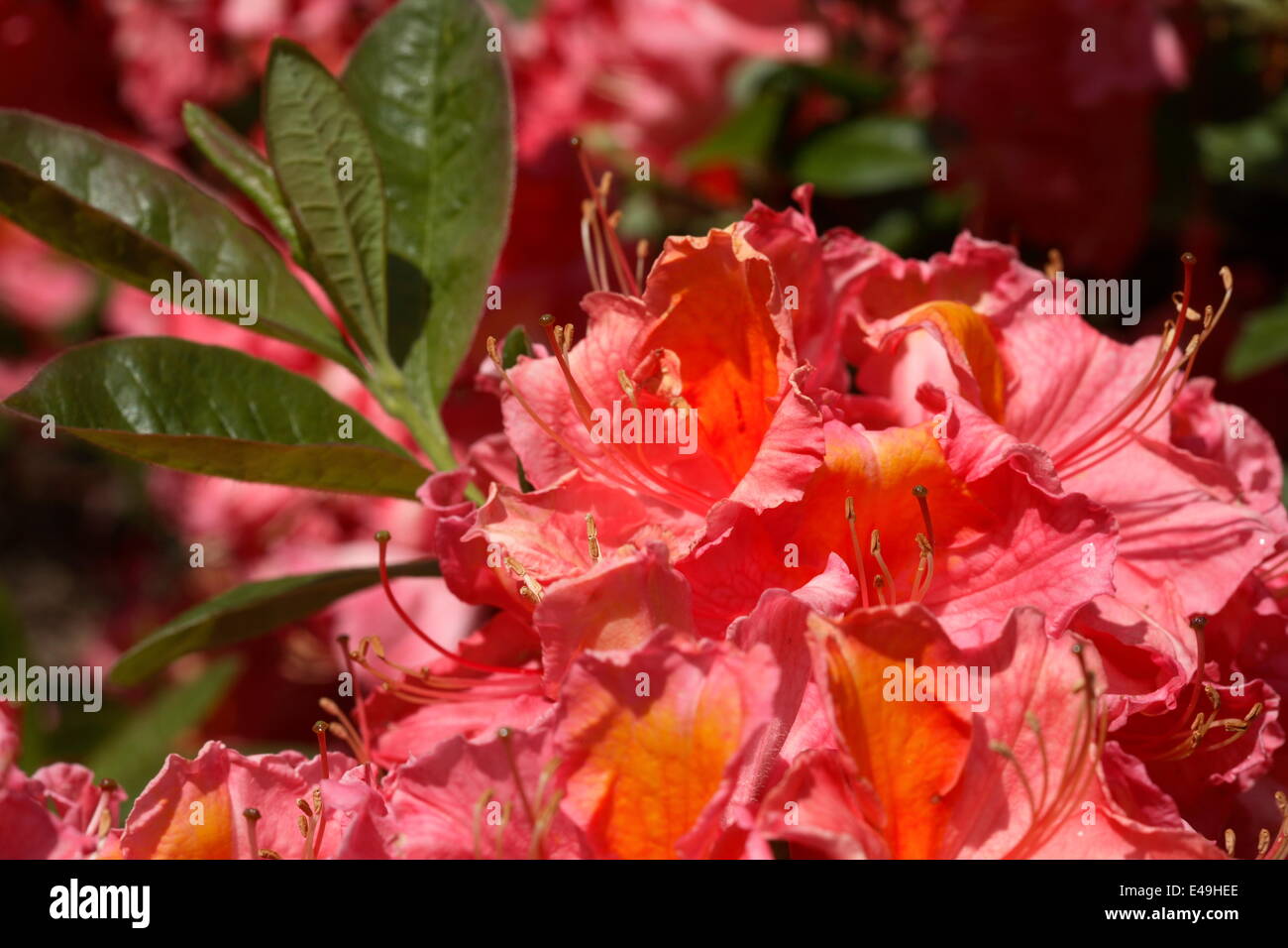 Cultivar azalea immagini e fotografie stock ad alta risoluzione - Alamy