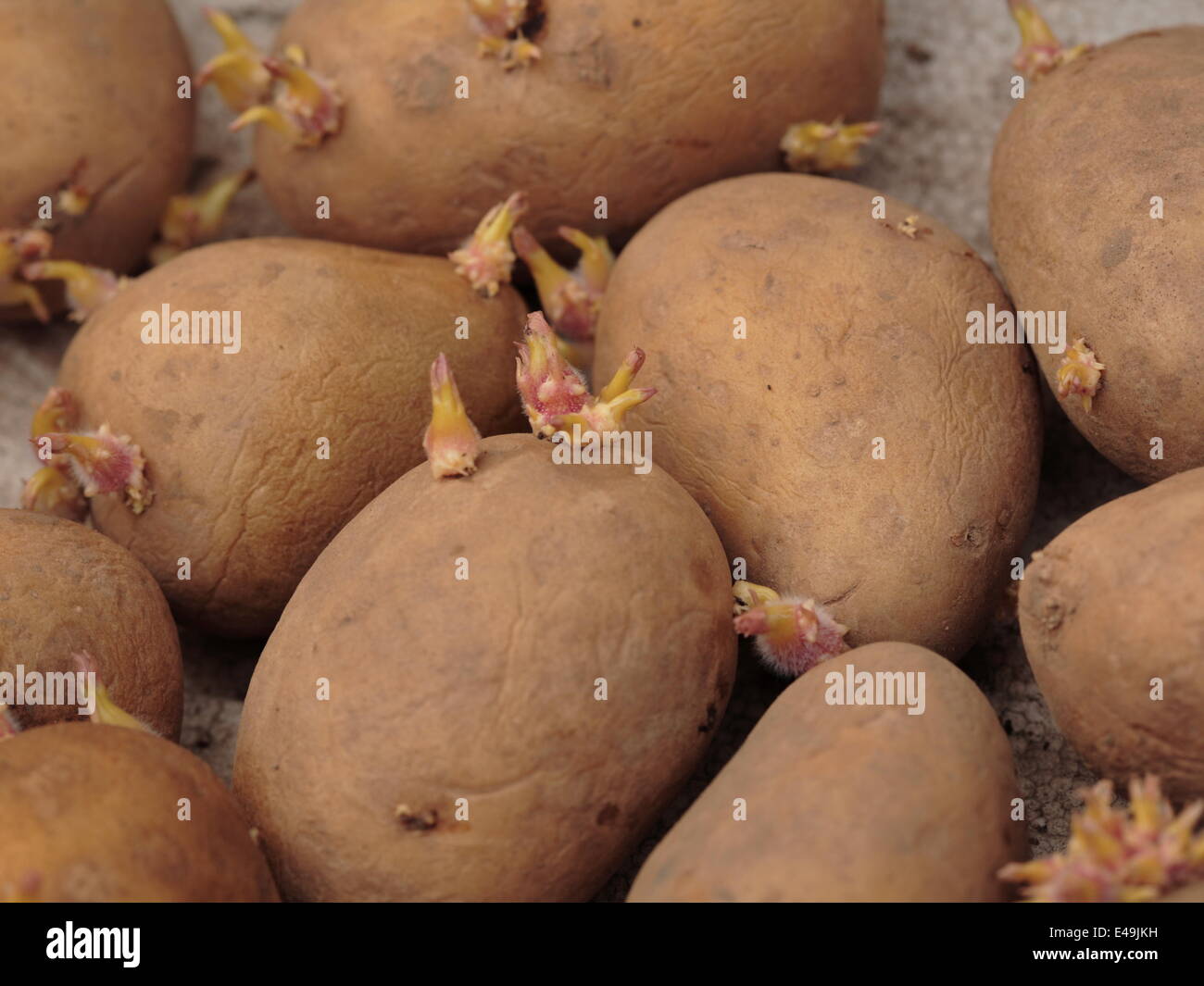 Patate da seme in crescita per il giardino immagini e fotografie stock ...