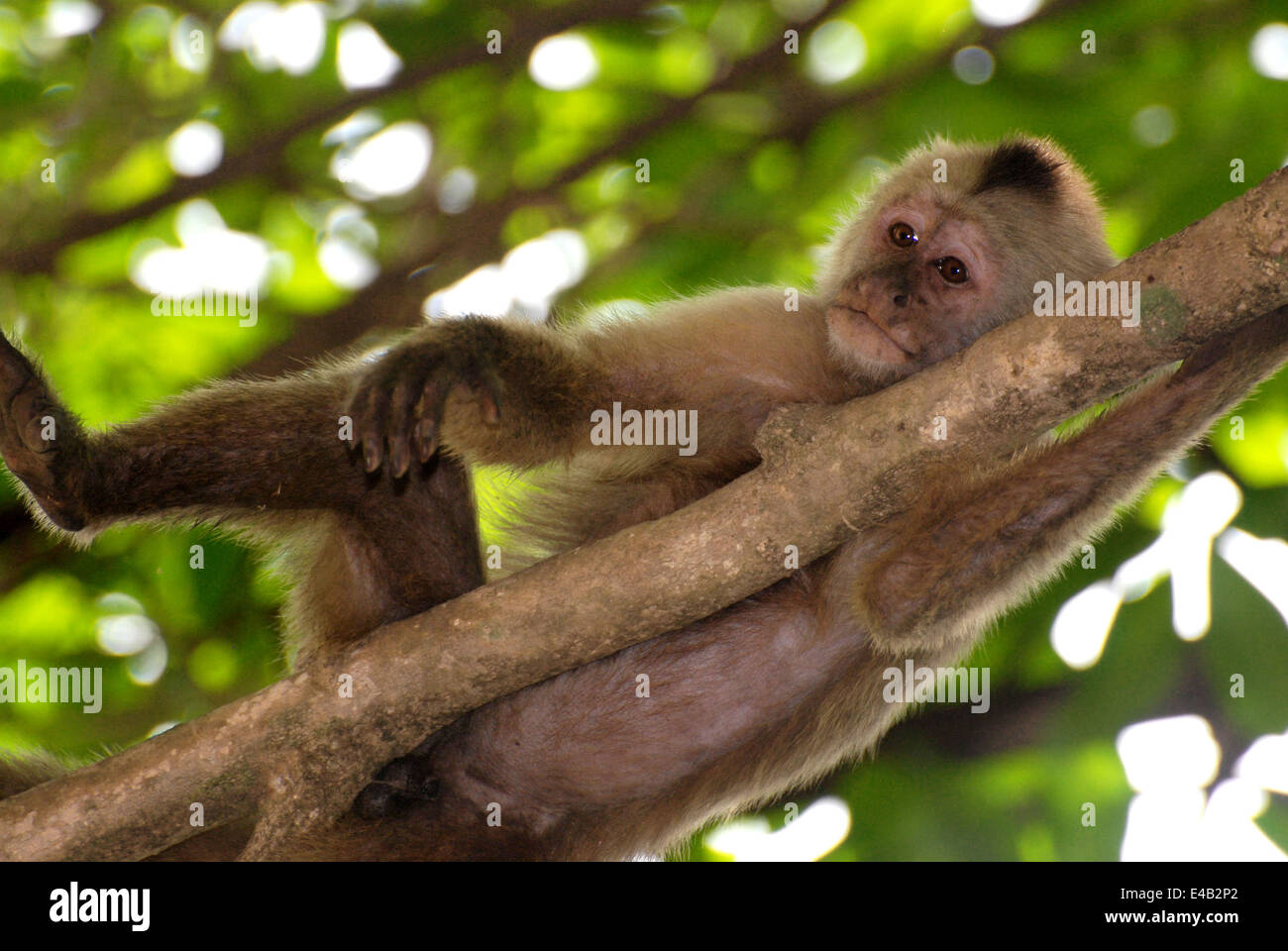 Mammifero scimmia animale scimmia immagini e fotografie stock ad alta ...