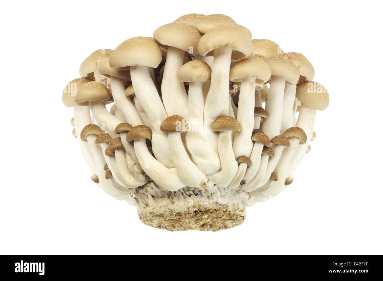 Forma giapponese immagini e fotografie stock ad alta risoluzione - Alamy