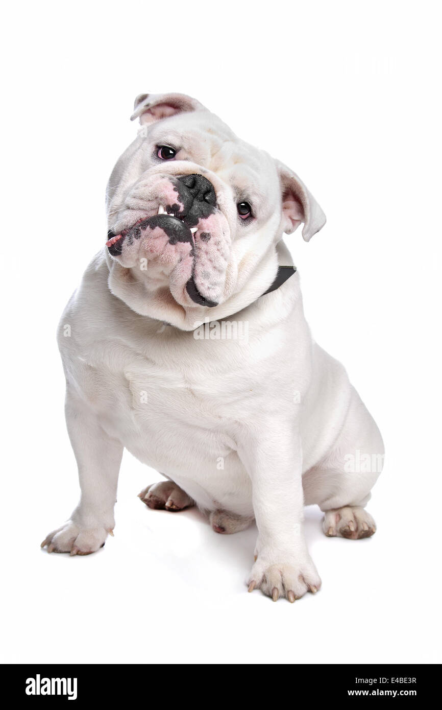 Bulldog ingles immagini e fotografie stock ad alta risoluzione - Alamy