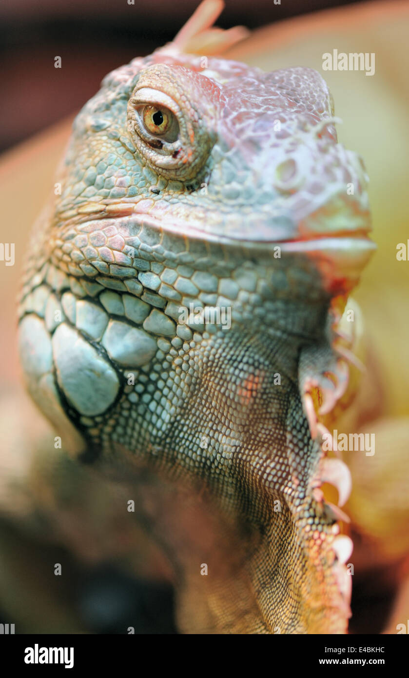 Iguana gigante immagini e fotografie stock ad alta risoluzione - Alamy