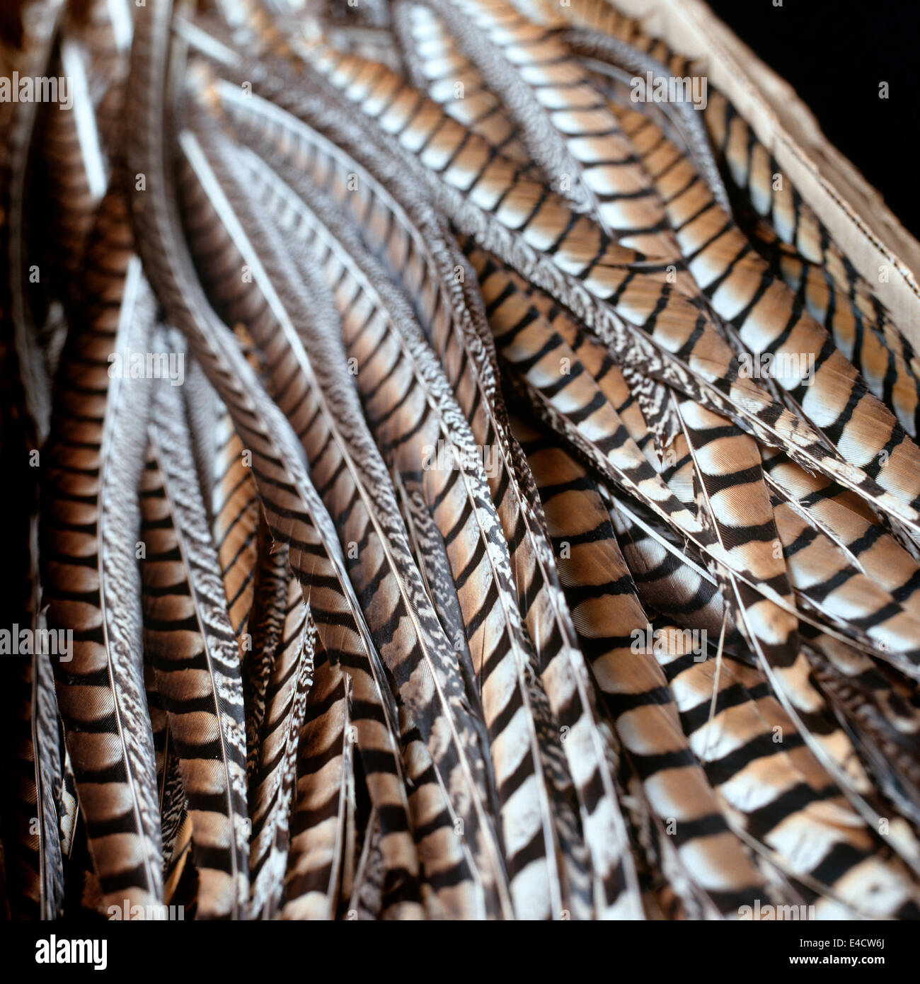 Piume modellate immagini e fotografie stock ad alta risoluzione - Alamy