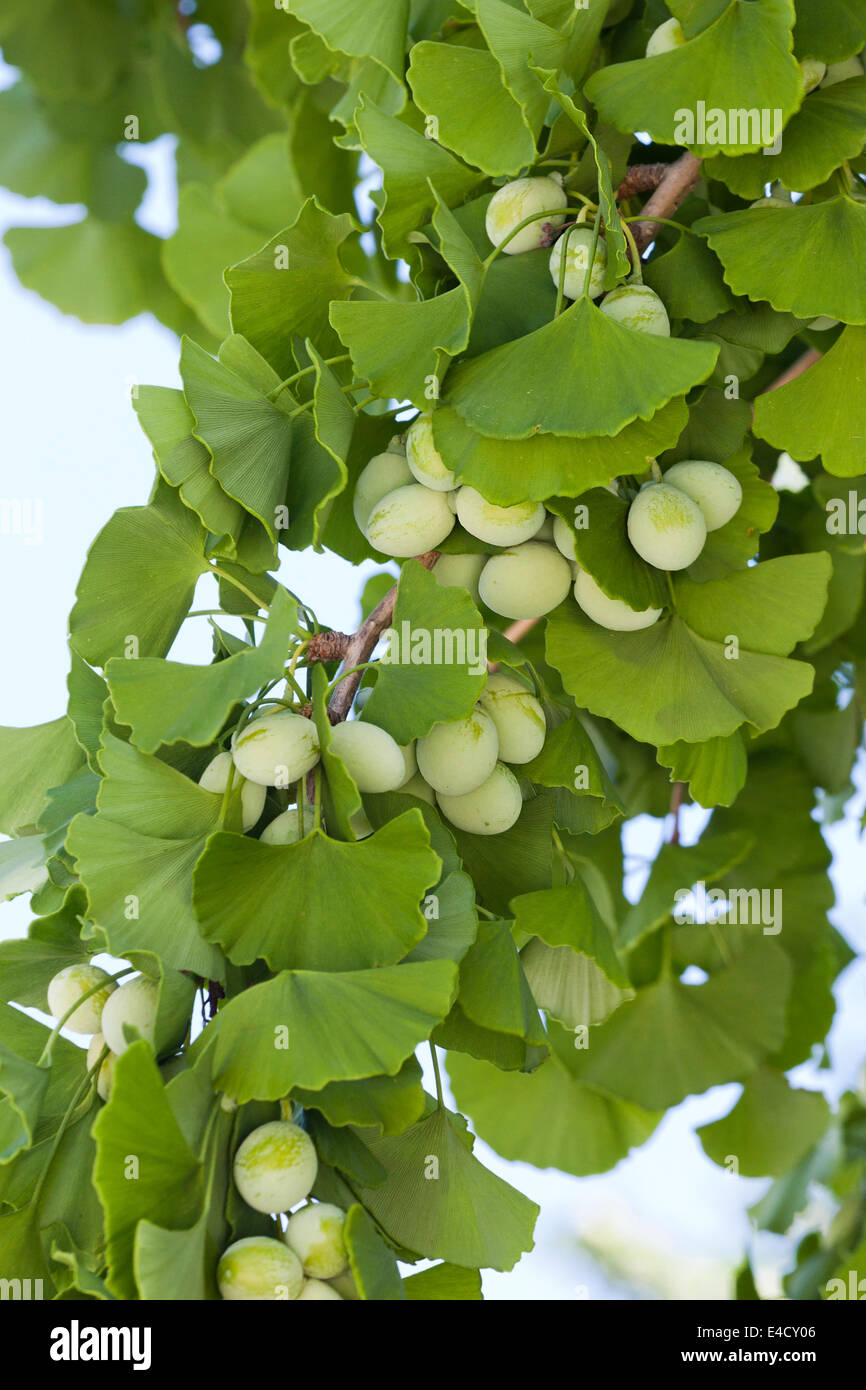 Berries of ginkgo biloba immagini e fotografie stock ad alta ...