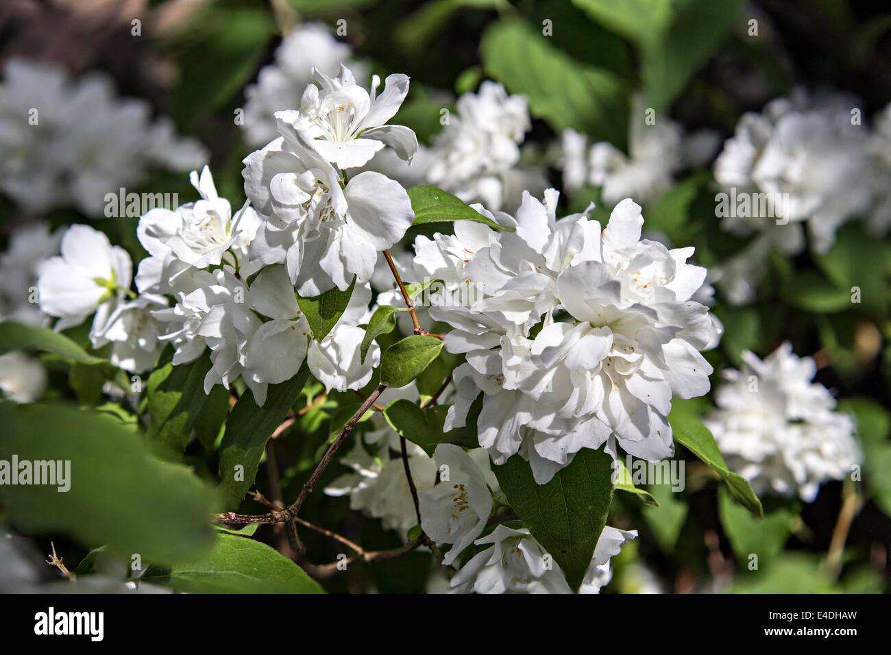 Philadelphus virginal immagini e fotografie stock ad alta risoluzione ...
