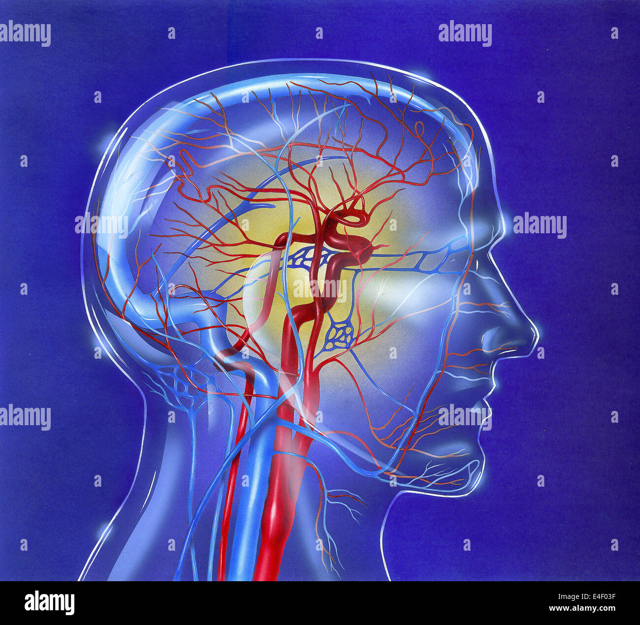 Illustrazione di anatomia delle arterie cerebrali immagini e fotografie ...