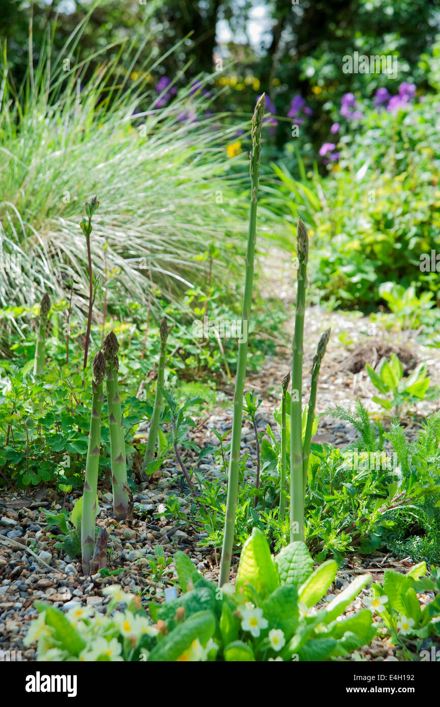 Pianta di asparagi officinalis immagini e fotografie stock ad alta ...