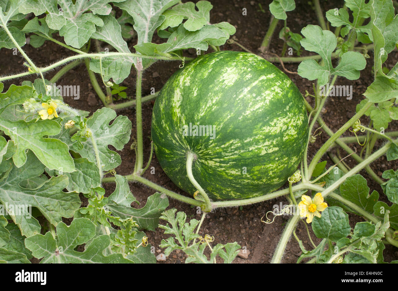 Albero di anguria immagini e fotografie stock ad alta risoluzione - Alamy