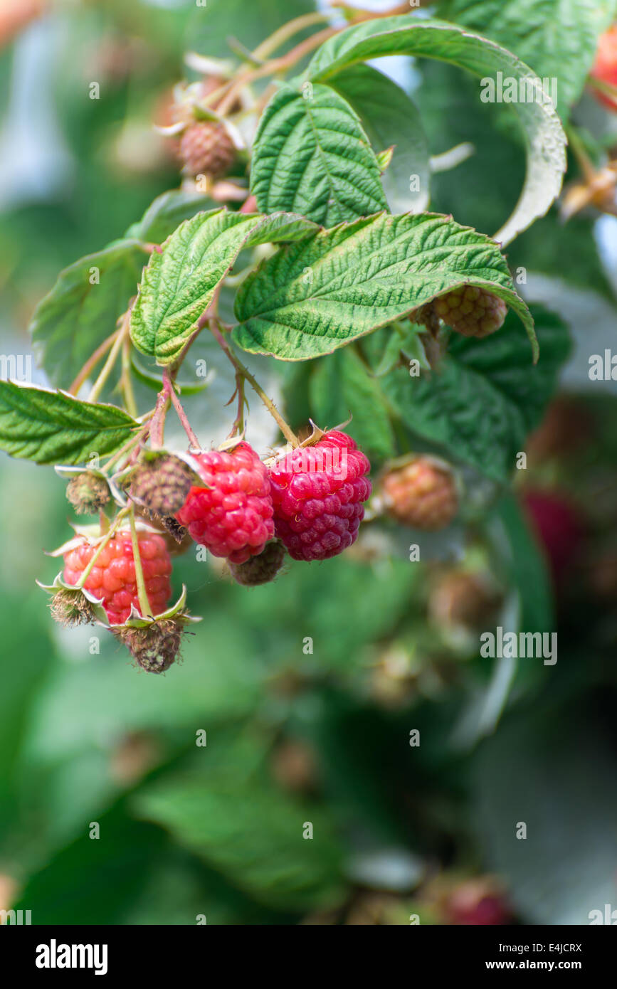 Lampone grande immagini e fotografie stock ad alta risoluzione - Alamy