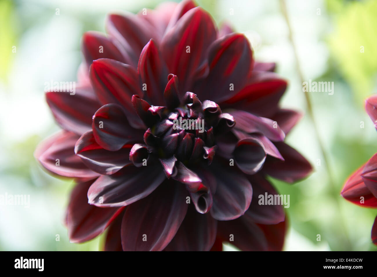 La dalia nera immagini e fotografie stock ad alta risoluzione - Alamy