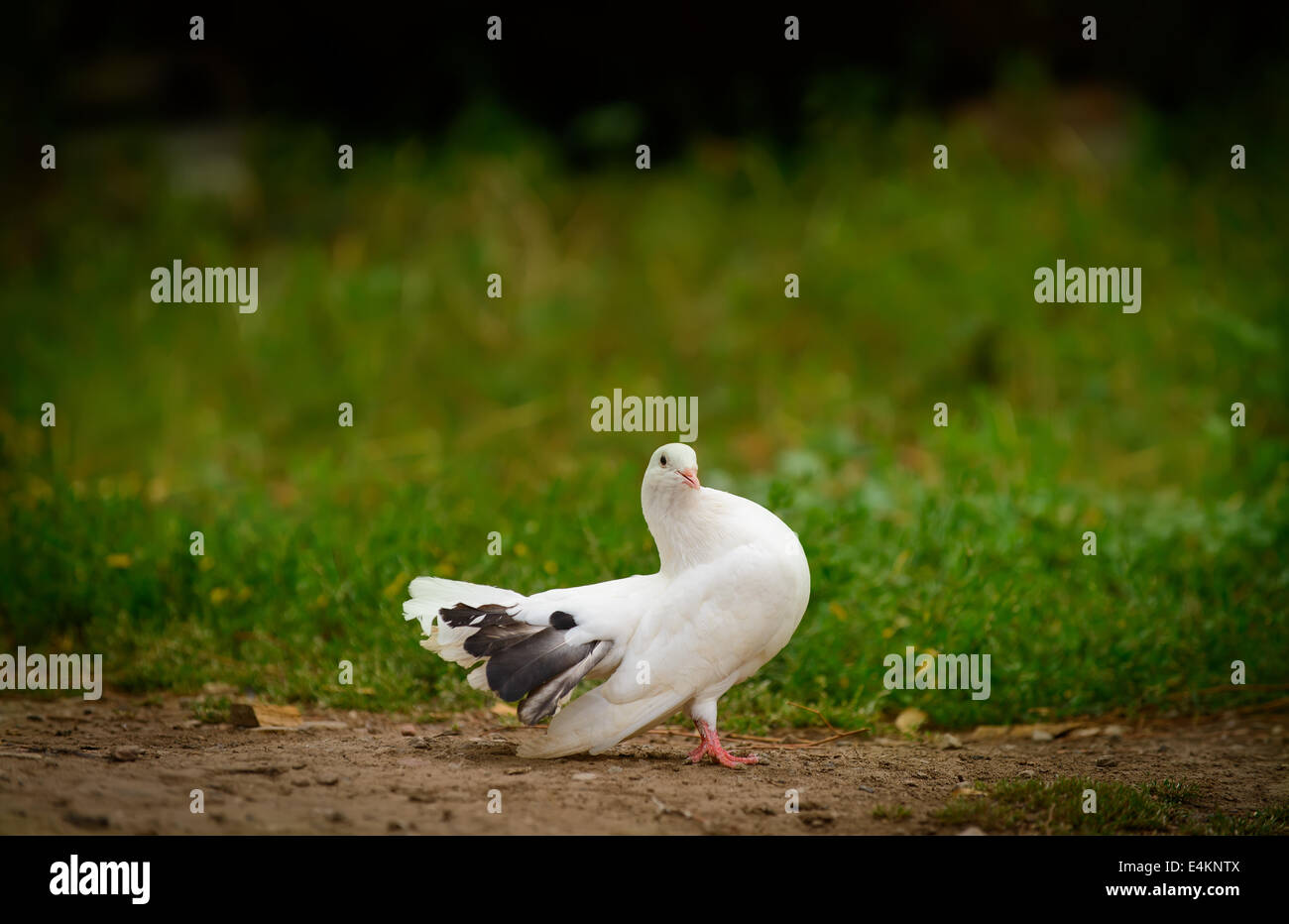 Simboli della colomba della pace immagini e fotografie stock ad alta ...