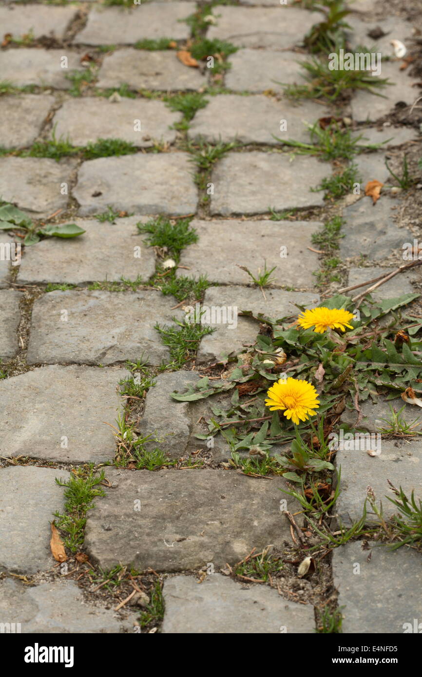 Taraxacum officinalis immagini e fotografie stock ad alta risoluzione ...