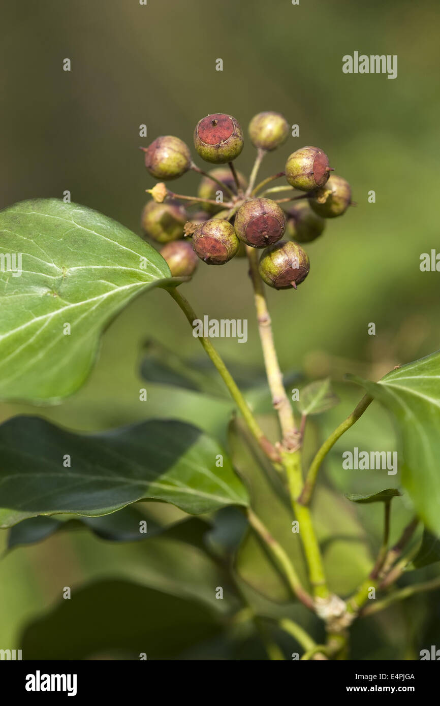 Edera comune immagini e fotografie stock ad alta risoluzione - Alamy